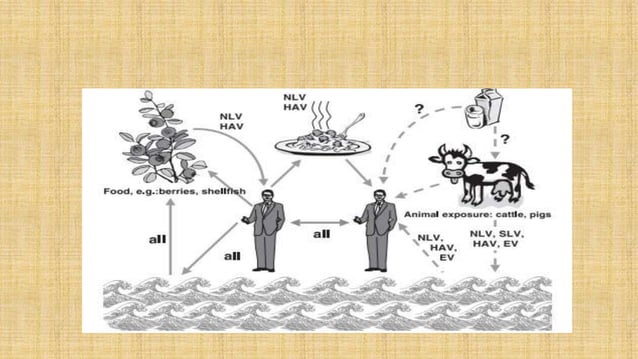 Meat Borne Diseases | PPTX