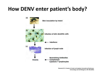 Pathobiology of dengue virus infection | PPT