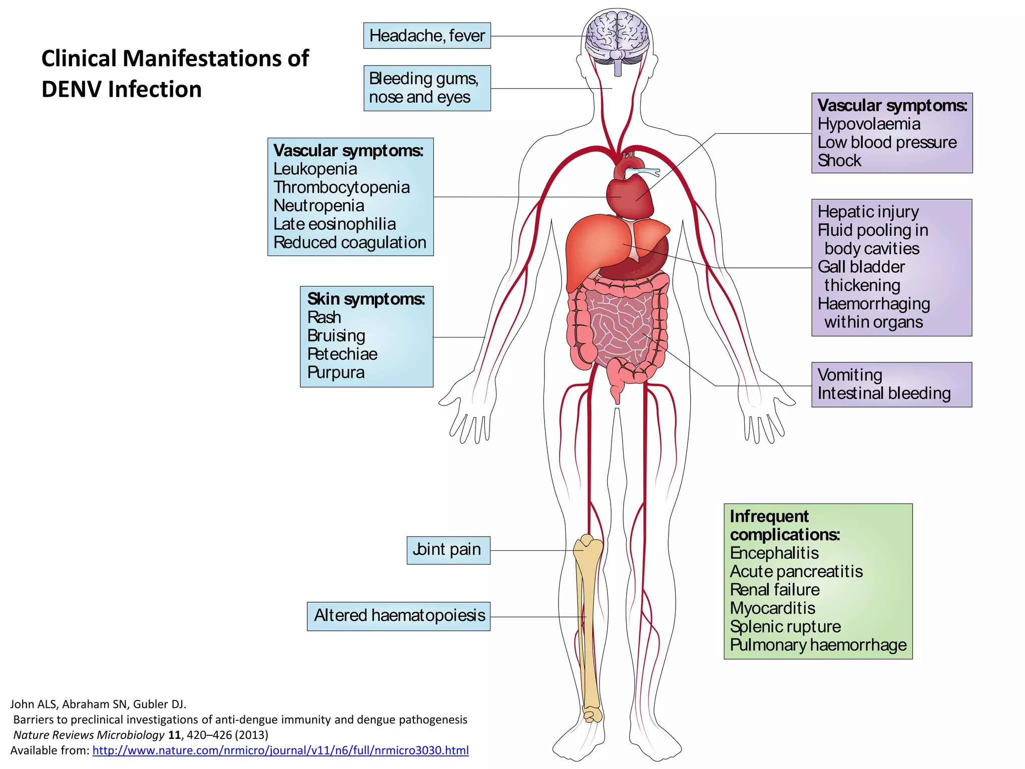 Pathobiology of dengue virus infection | PPTX