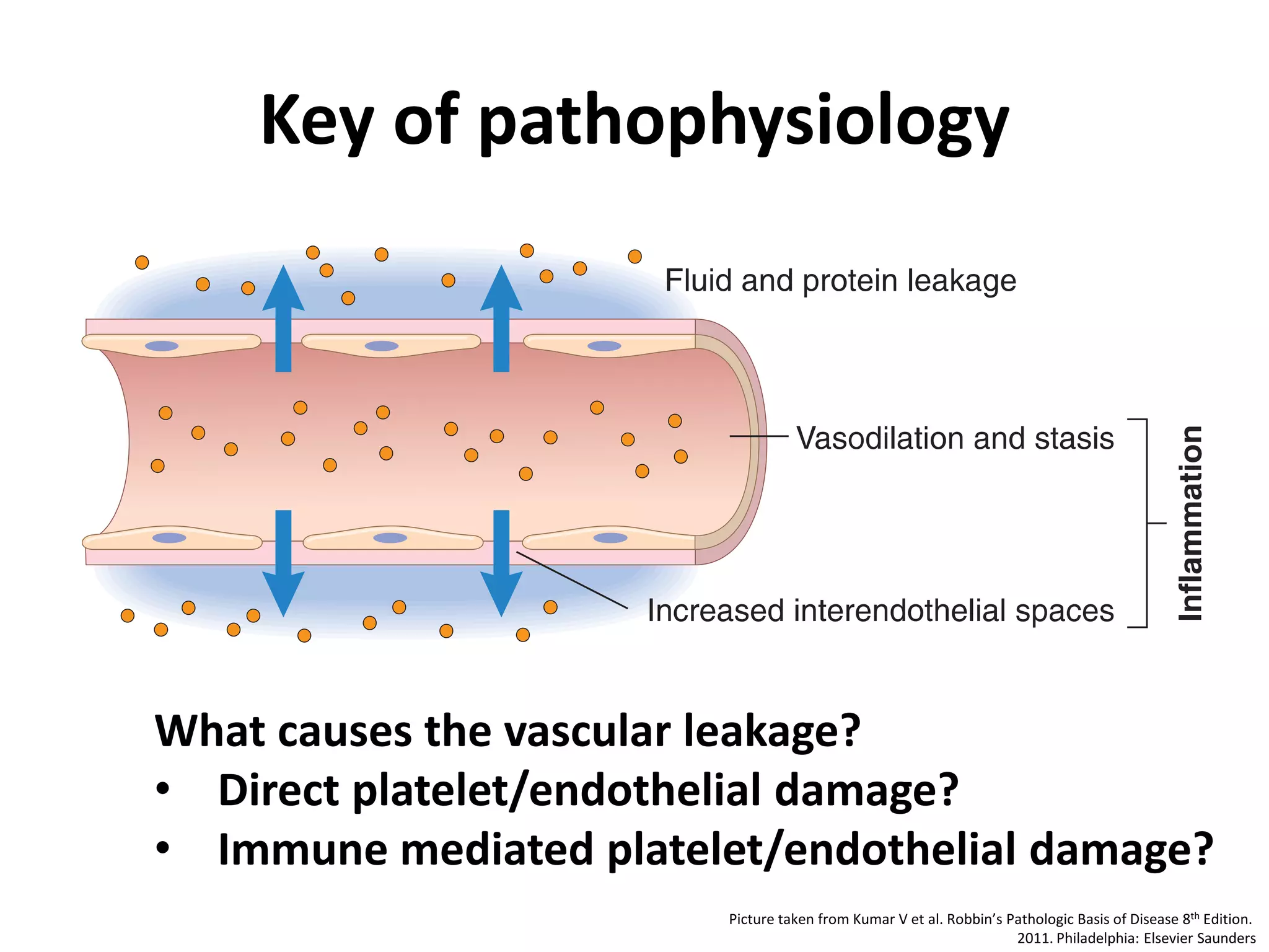 Pathobiology of dengue virus infection | PPTX