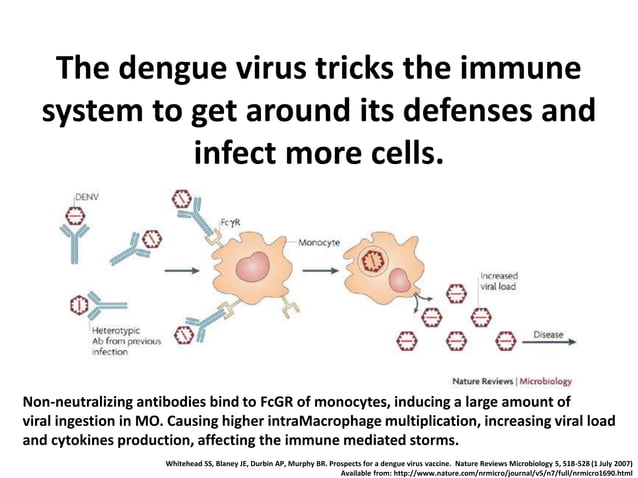 Pathobiology of dengue virus infection | PPTX