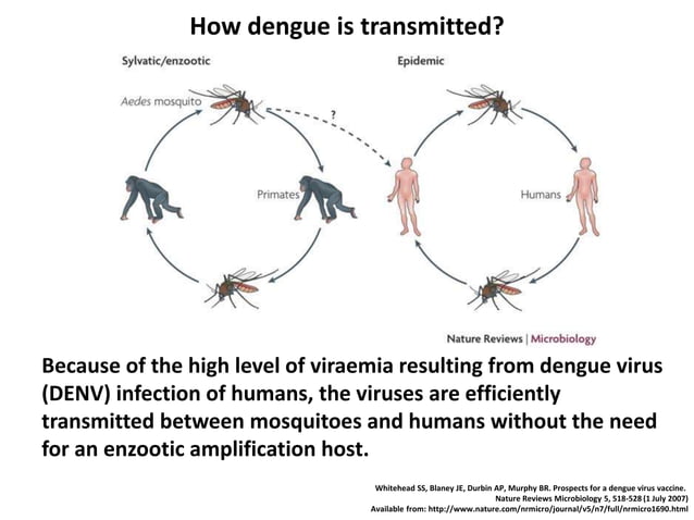 Pathobiology of dengue virus infection | PPTX