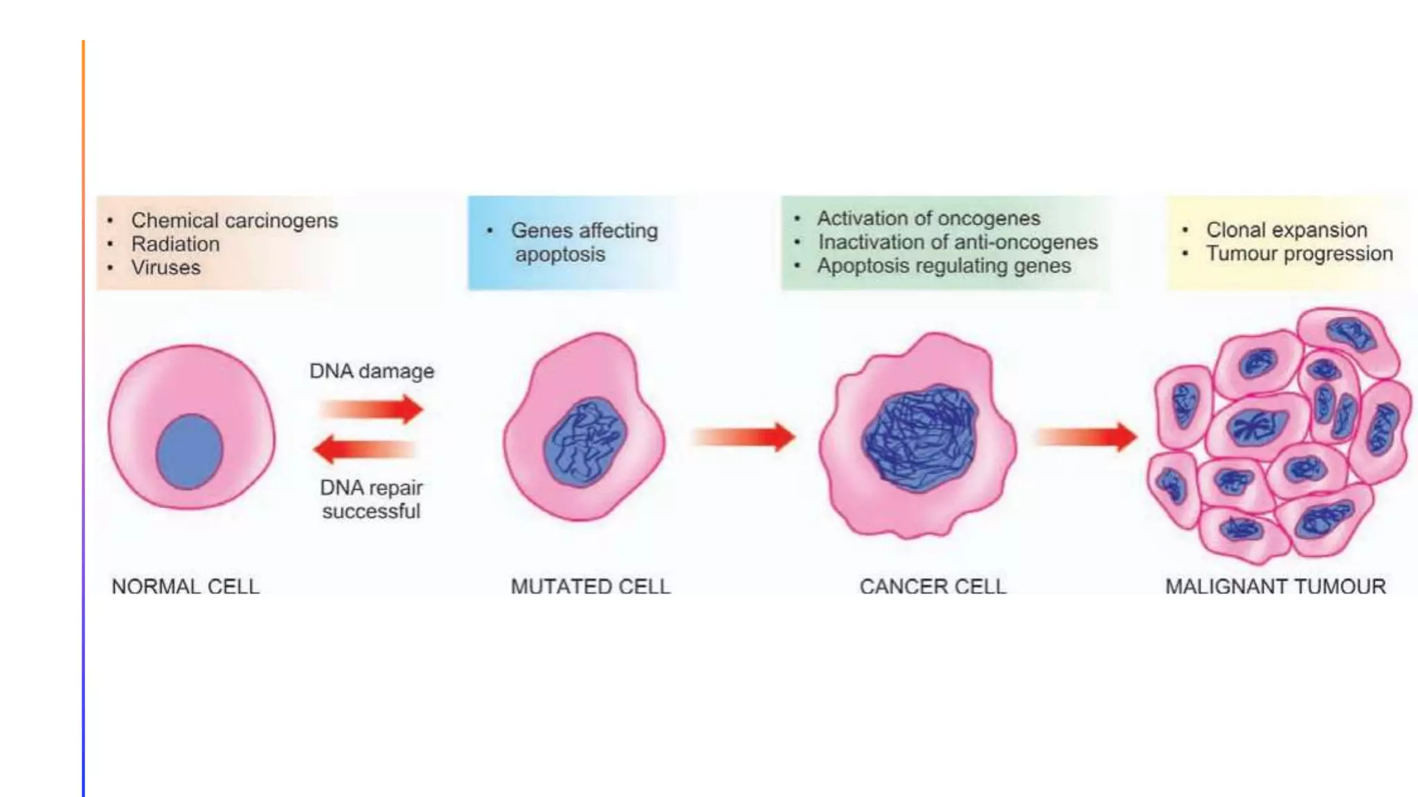 Pathogenesis of cancer | PPTX