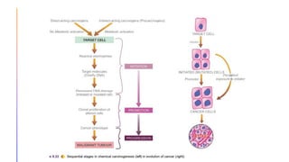 Pathogenesis of cancer | PPTX
