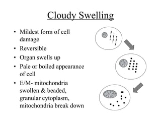 Pathology diseases+ Adaptation ( LCPS).ppt
