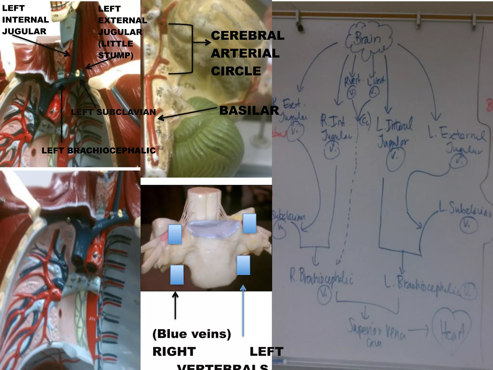 Path of circulation arteries & veins | PPT