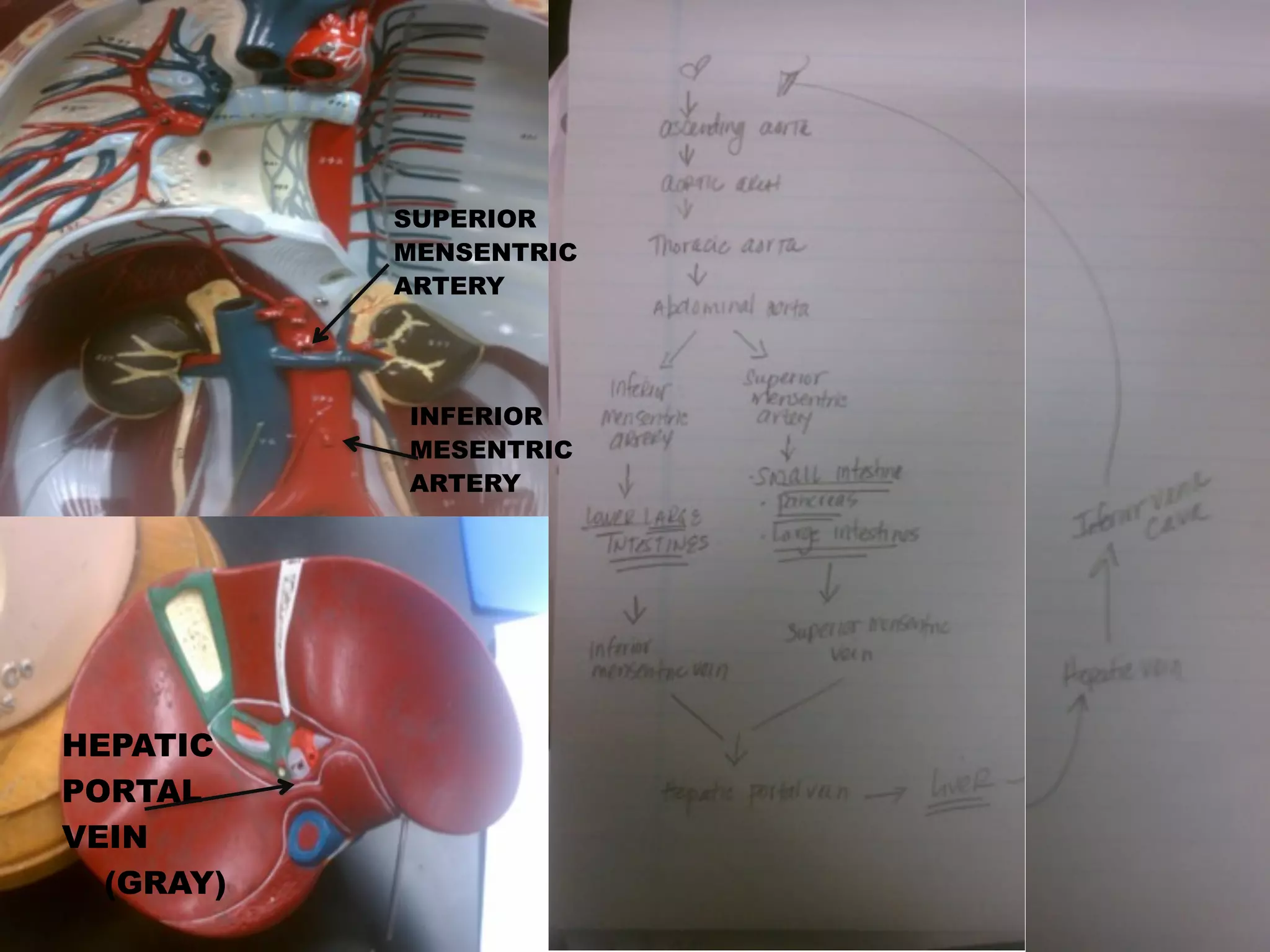 Path of circulation arteries & veins | PPT