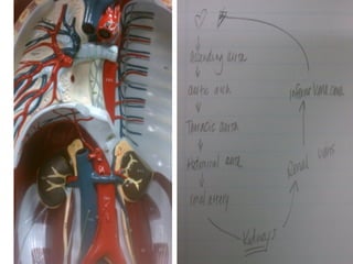 Path of circulation arteries & veins | PPT