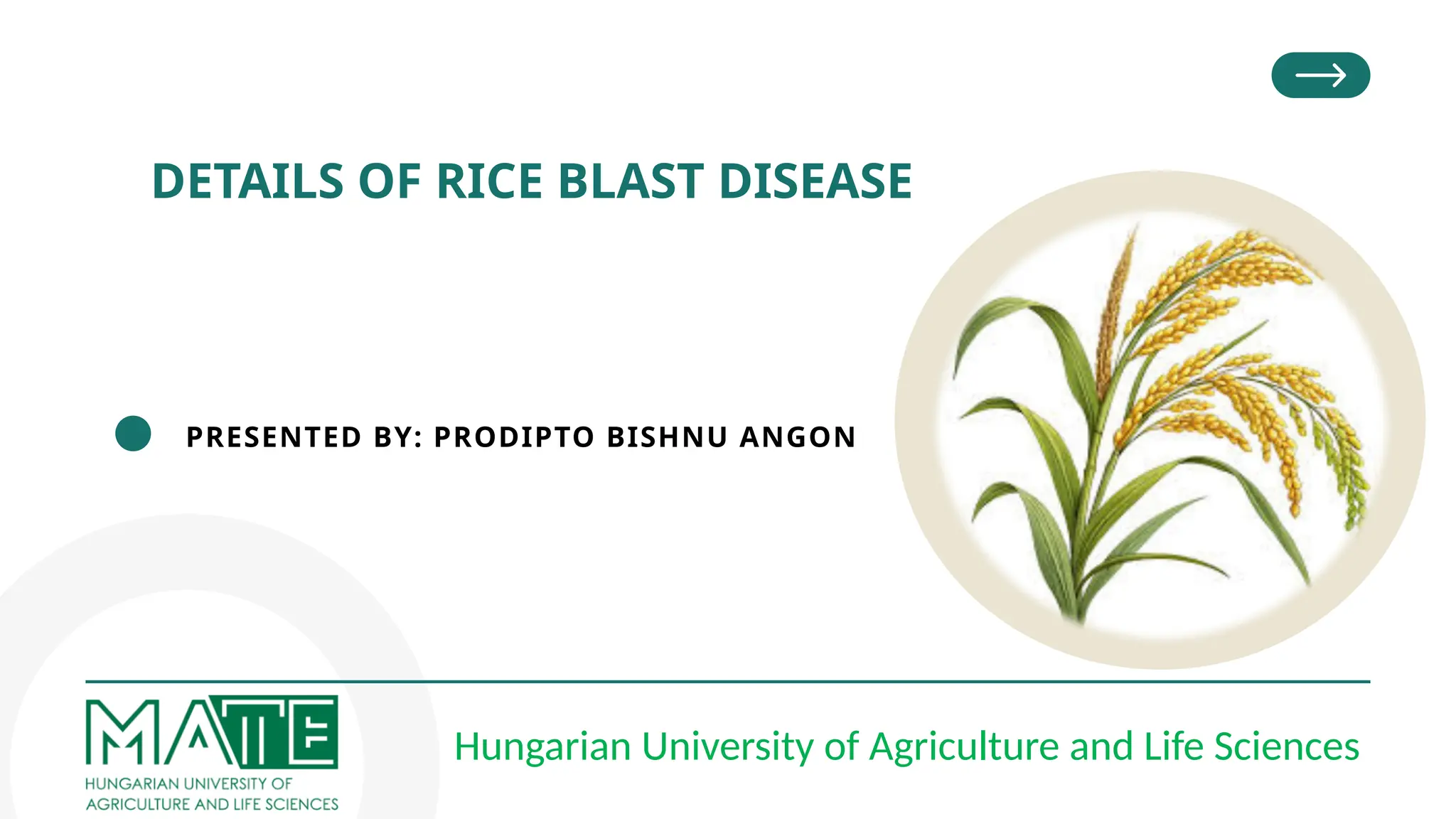 DETAILS OF RICE BLAST DISEASE IN BANGLADESH.pptx