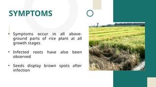 DETAILS OF RICE BLAST DISEASE IN BANGLADESH.pptx