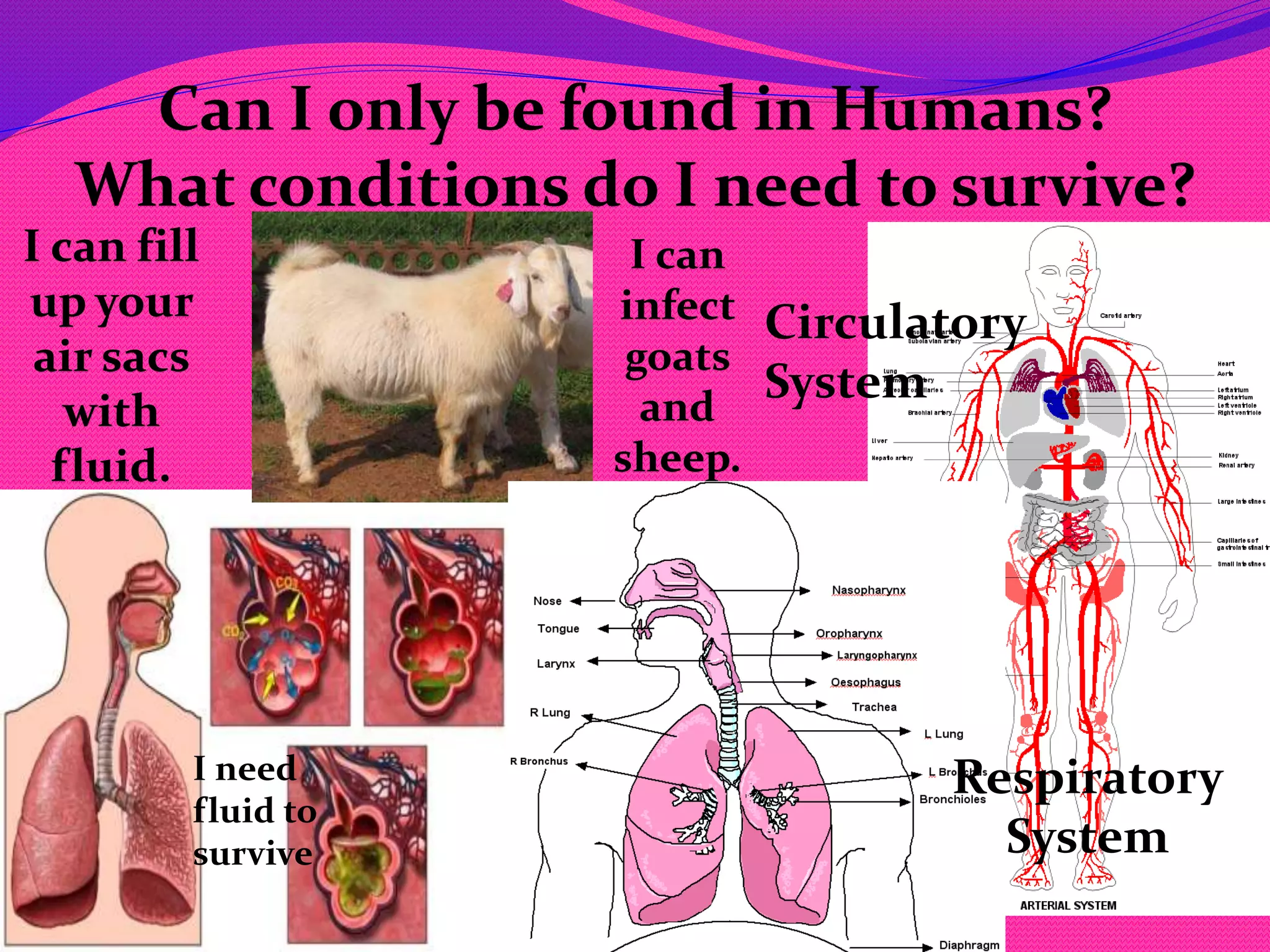 Pathogen pneumonia | PPT