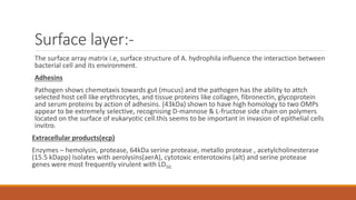 Pathogenecity and virulence factor of aeromonas spp | PPTX