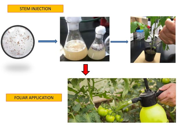 PATHOGENECITY TEST FOR Sclerotium in Tomato.pptx | Gardening | Home ...