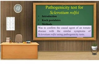 PATHOGENECITY TEST FOR Sclerotium in Tomato.pptx
