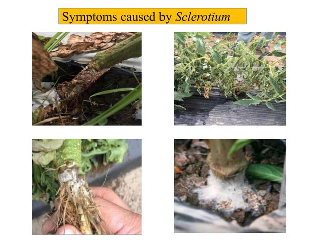 PATHOGENECITY TEST FOR Sclerotium in Tomato.pptx | Gardening | Home ...