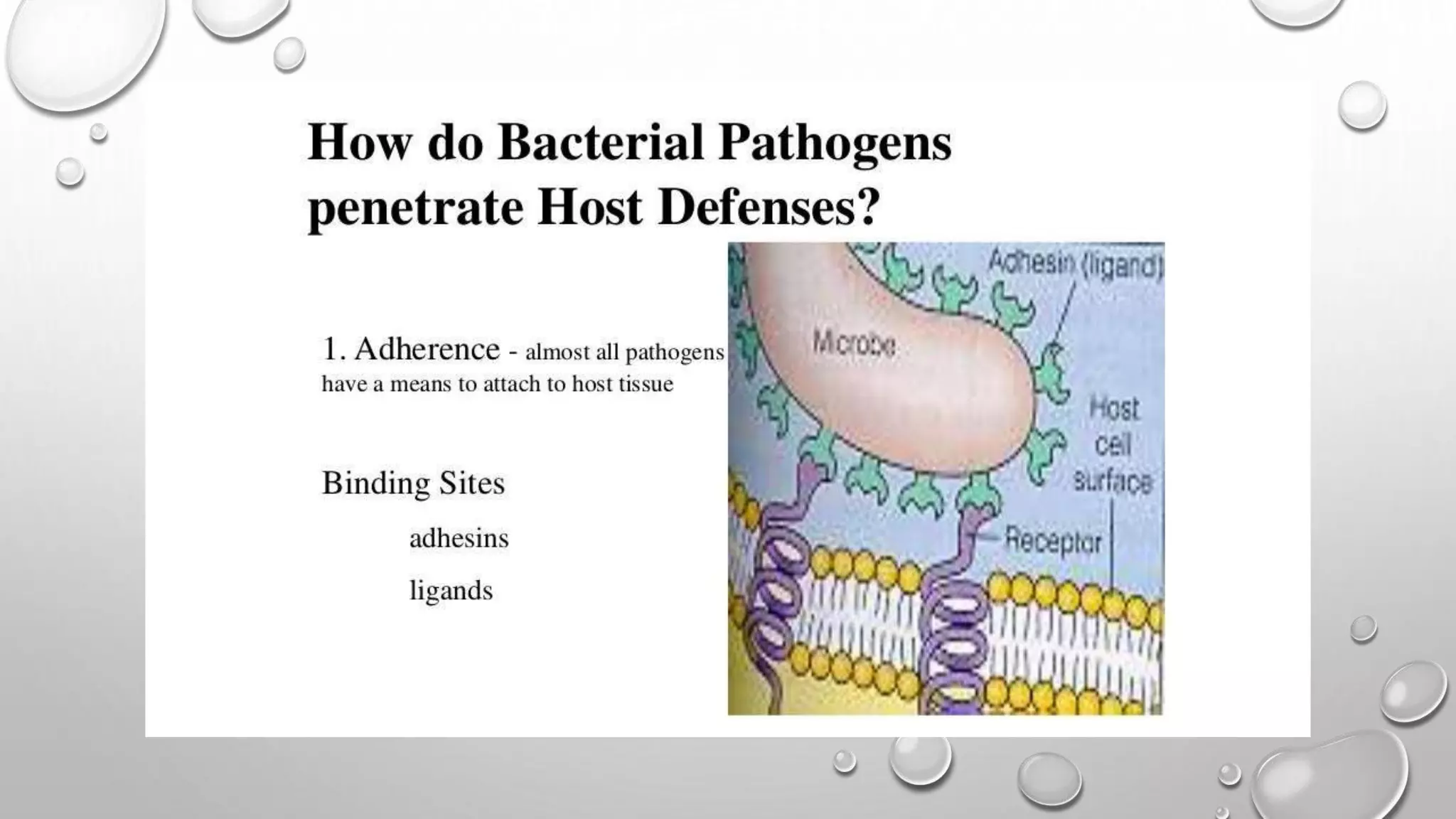 PATHOGENESIS