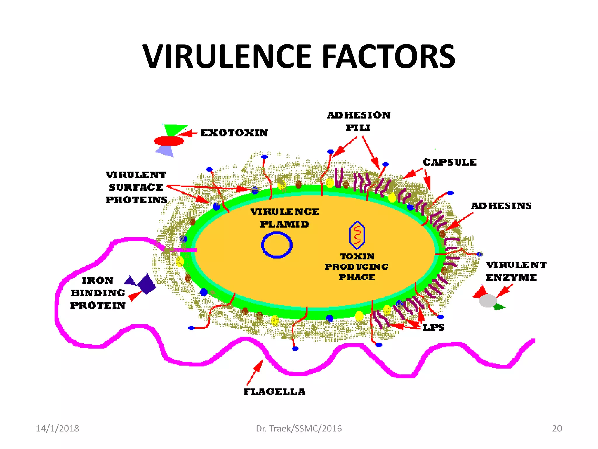 Pathogenesis i bacterial virulence factors | PPTX