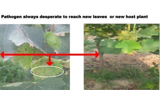 Pathogenesis in Plant Diseases: Inoculation | PPTX