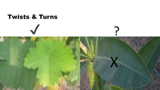 Pathogenesis in Plant Diseases: Inoculation | PPTX