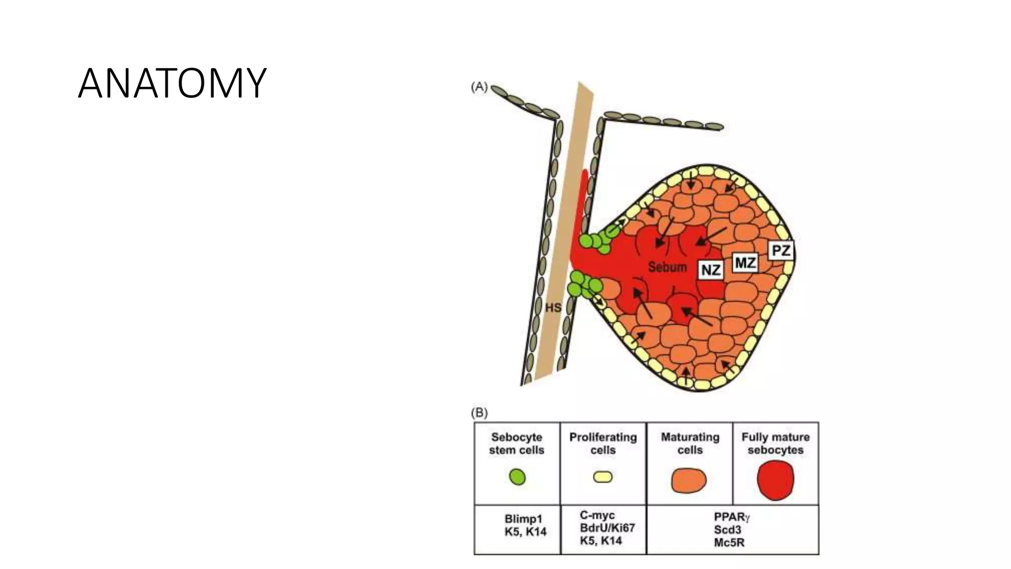 Pathogenesis of acne | PPTX