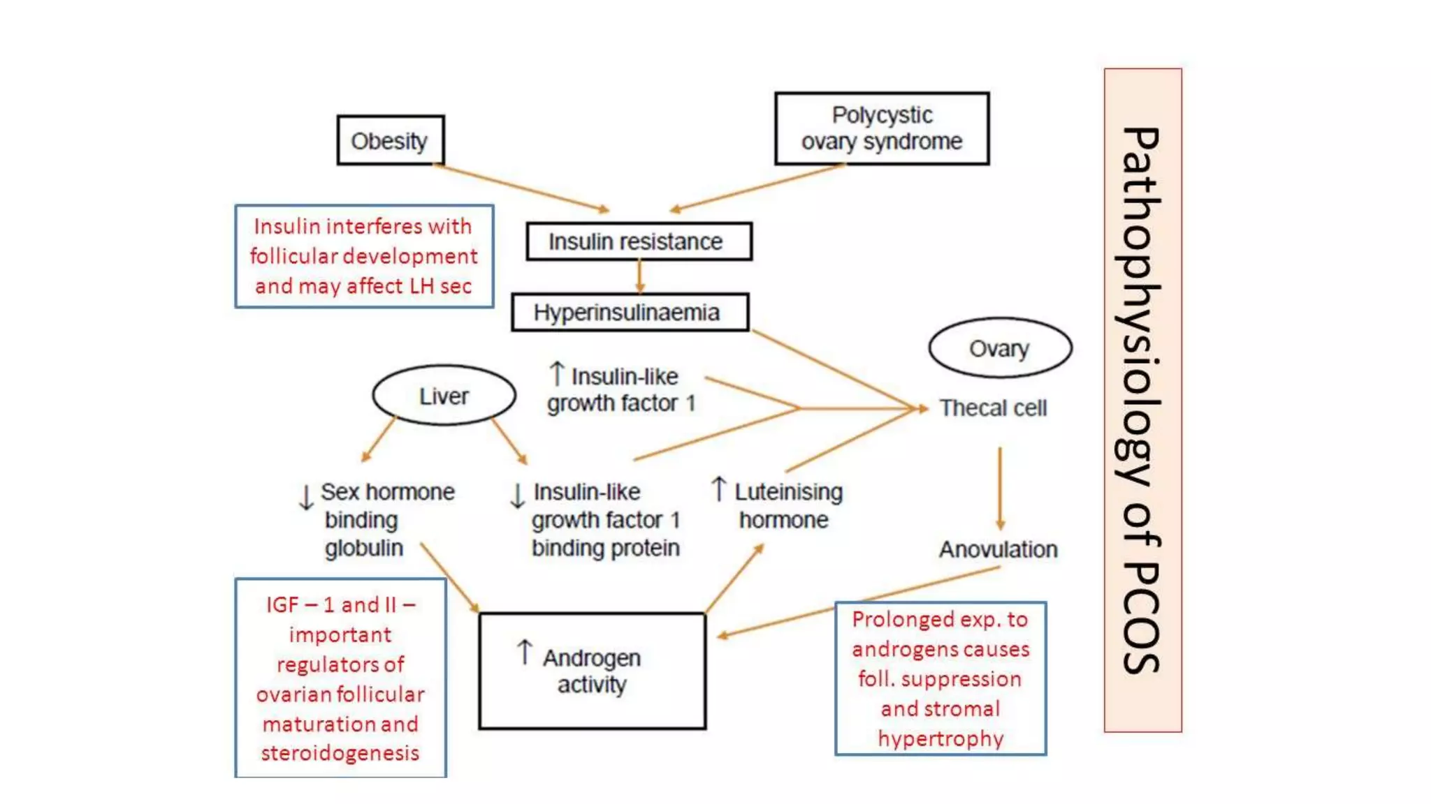 Pathogenesis of acne | PPTX