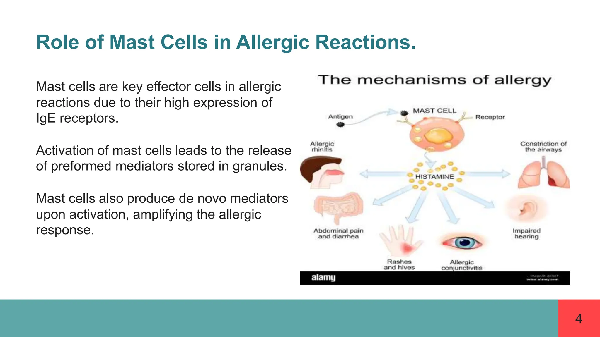 Pathogenesis Of Allergy reaction and prevention | PPT