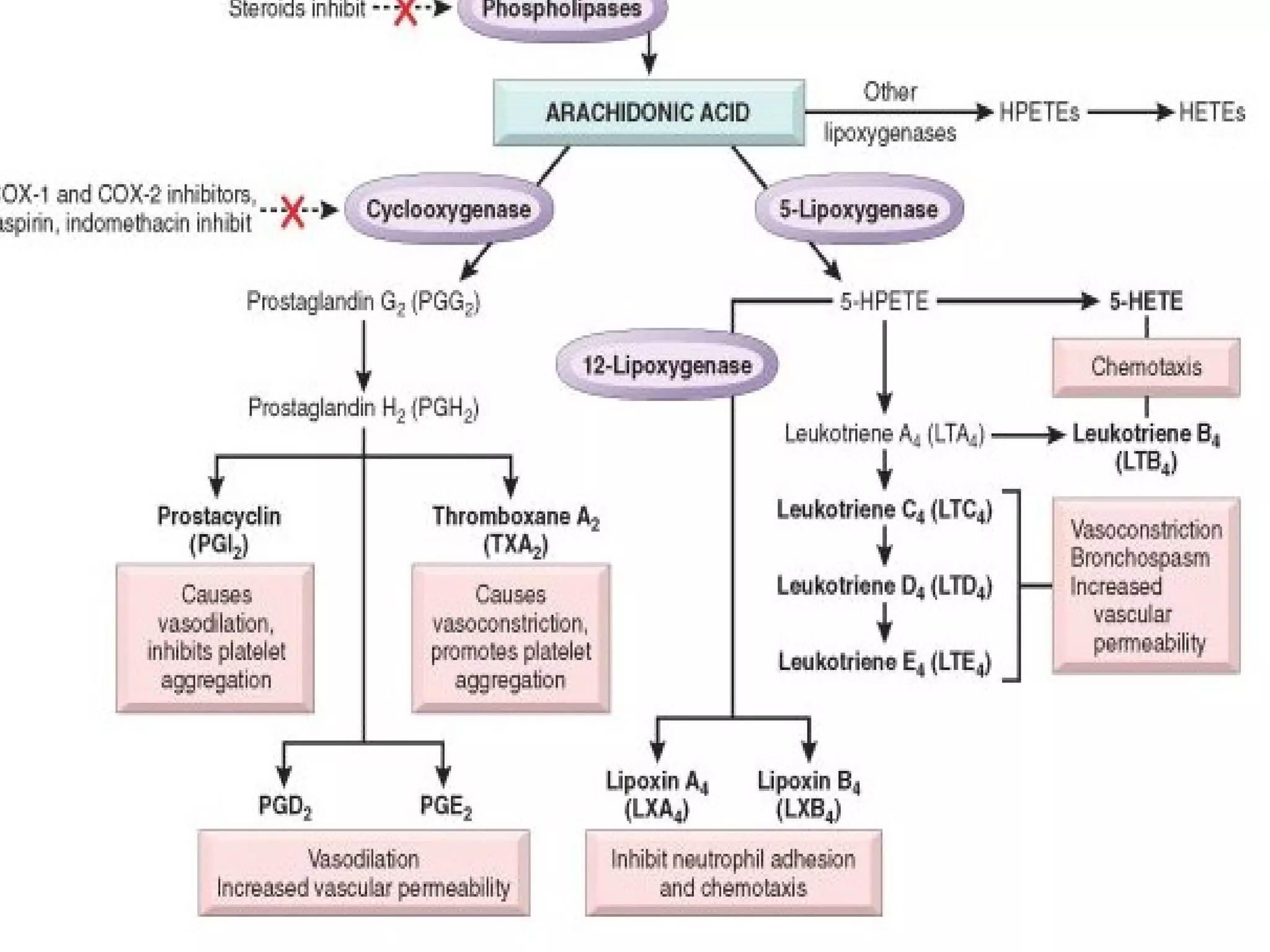 Pathogenesis of bronchial asthma | PPT