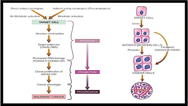 Pathogenesis of cancer