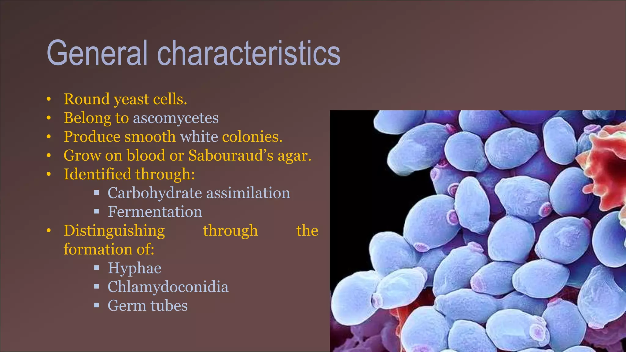Pathogenesis of candida | PPTX