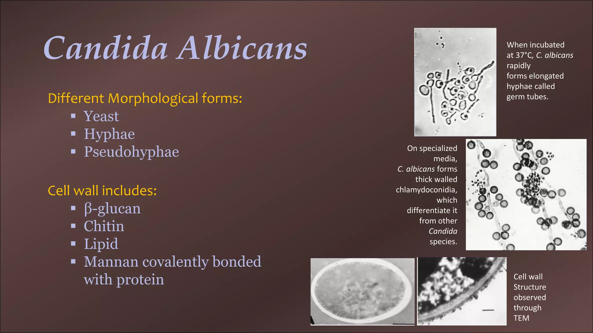 Pathogenesis of candida | PPTX