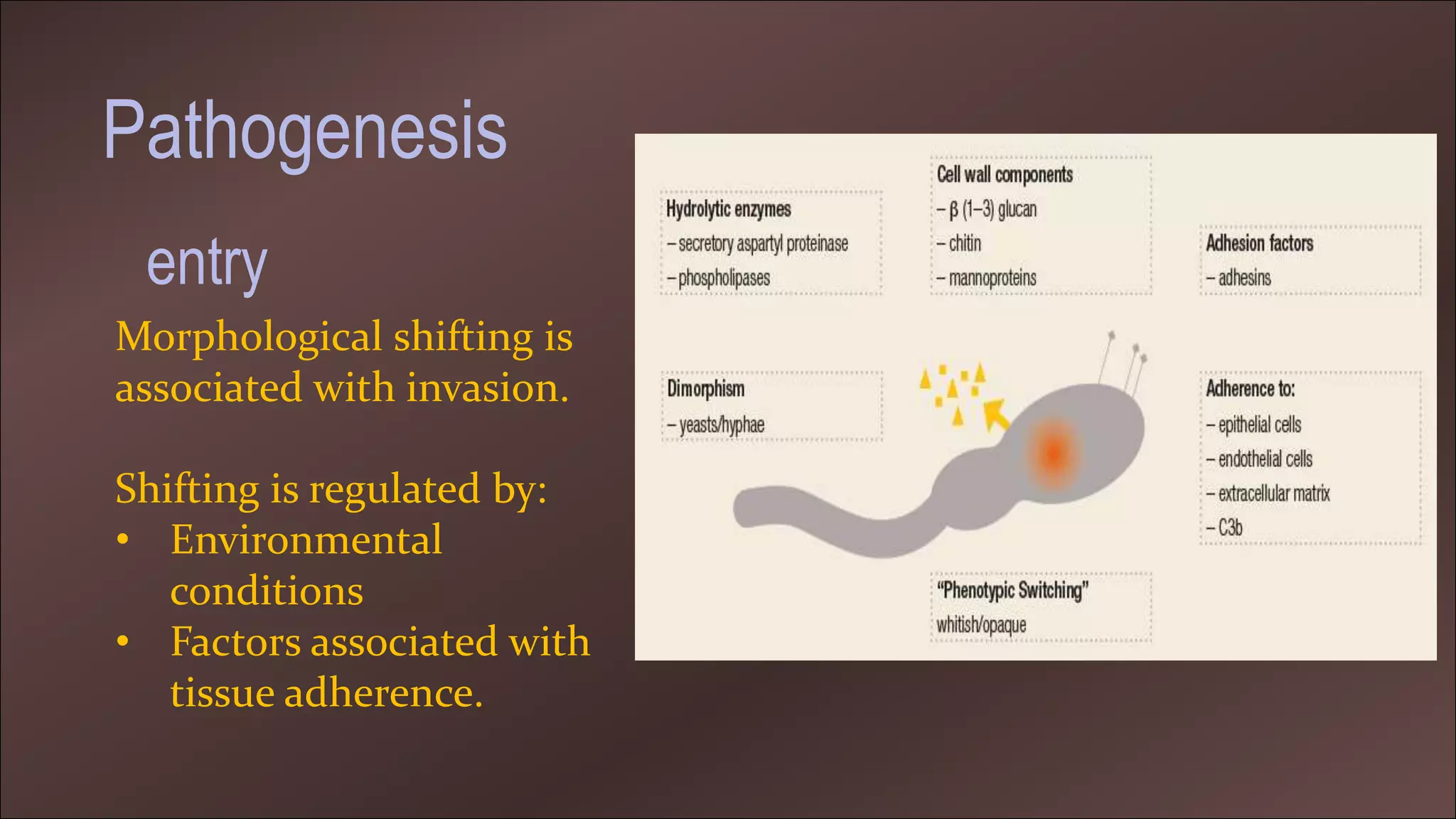 Pathogenesis of candida | PPTX