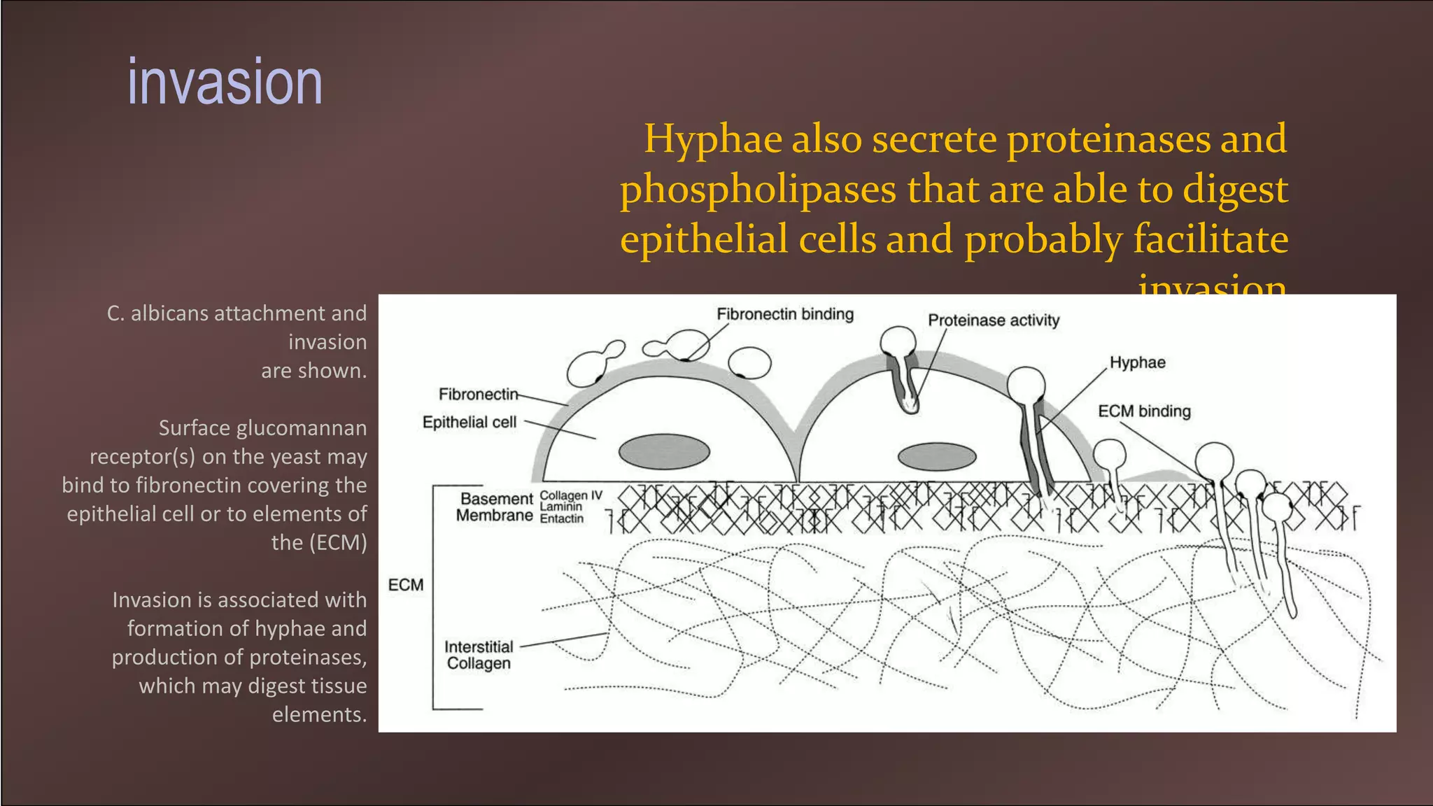 Pathogenesis of candida | PPTX