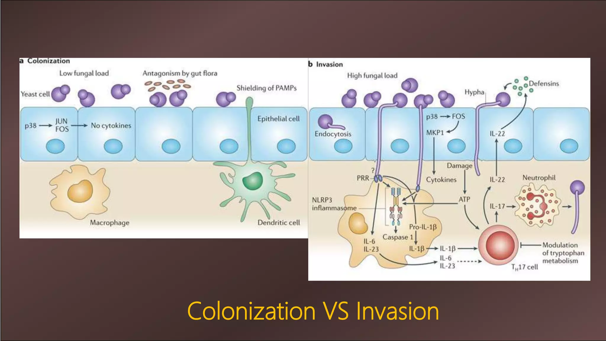 Pathogenesis of candida | PPTX