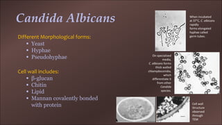 Pathogenesis of candida | PPTX | Chemistry | Science
