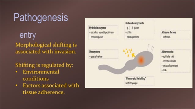 Pathogenesis of candida | PPTX | Chemistry | Science