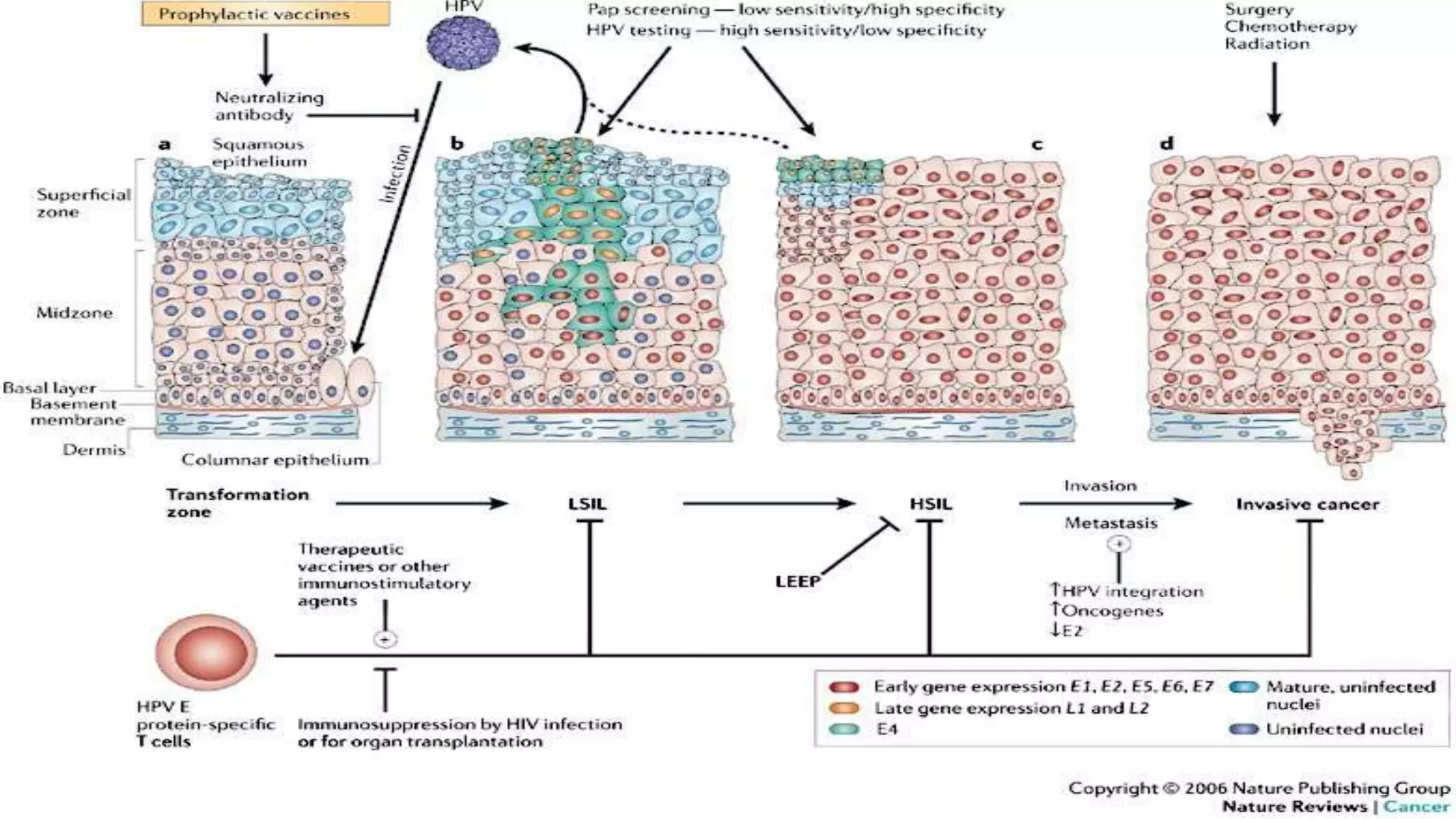 Pathogenesis of carcinoma cervix | PPT
