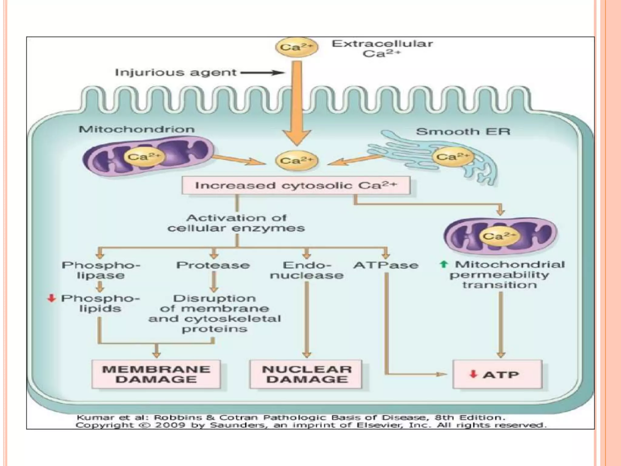 Pathogenesis of cell injury | PPTX
