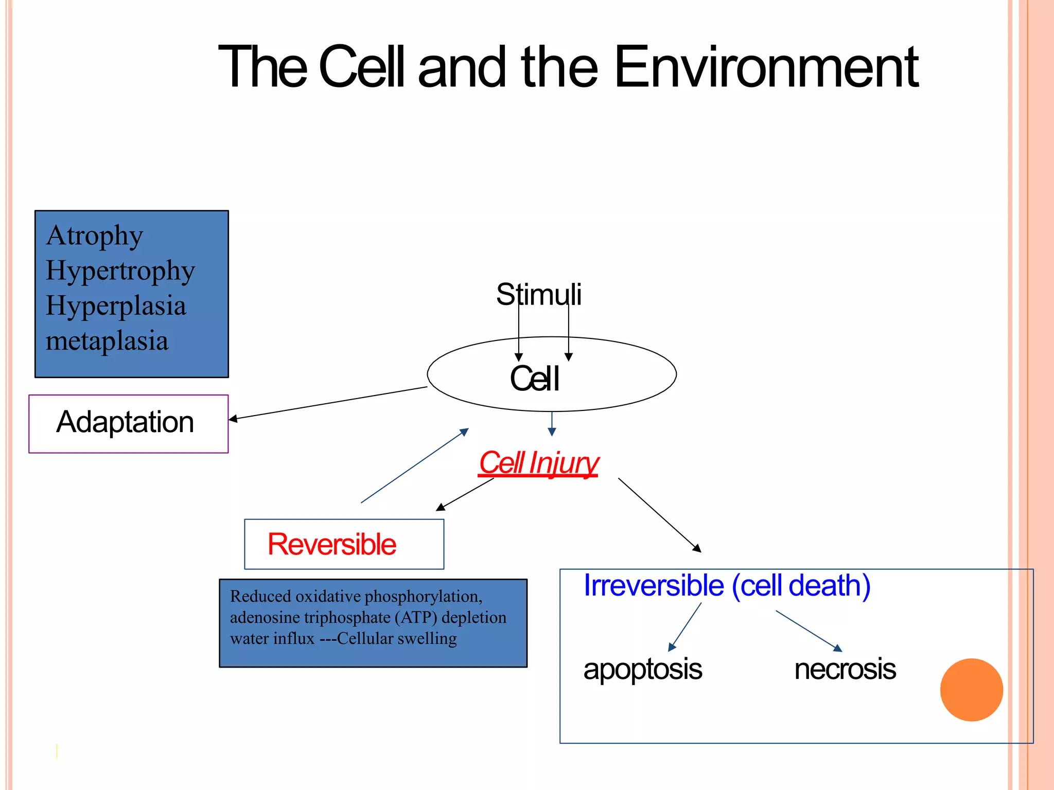 Pathogenesis of cell injury | PPTX