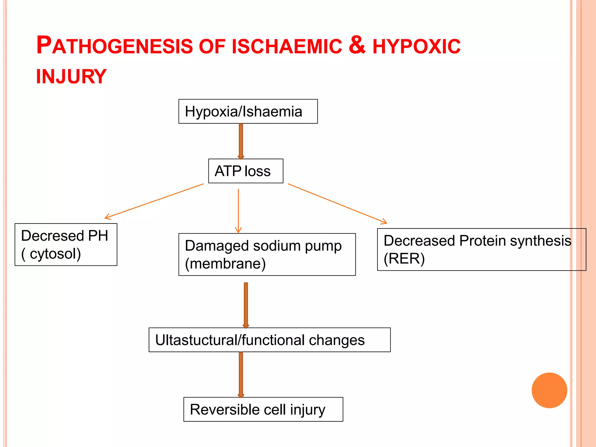 Pathogenesis of cell injury | PPTX