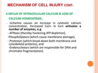 Pathogenesis of cell injury | PPTX