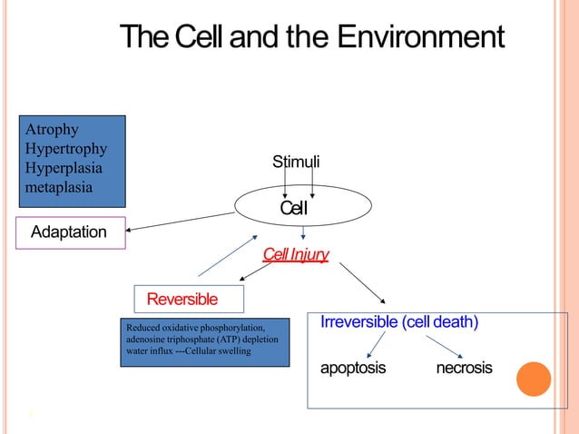 Pathogenesis of cell injury | PPTX