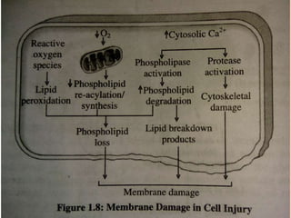 Pathogenesis of cell injury | PPTX