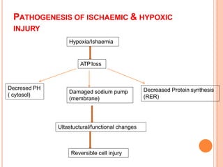 Pathogenesis of cell injury | PPTX
