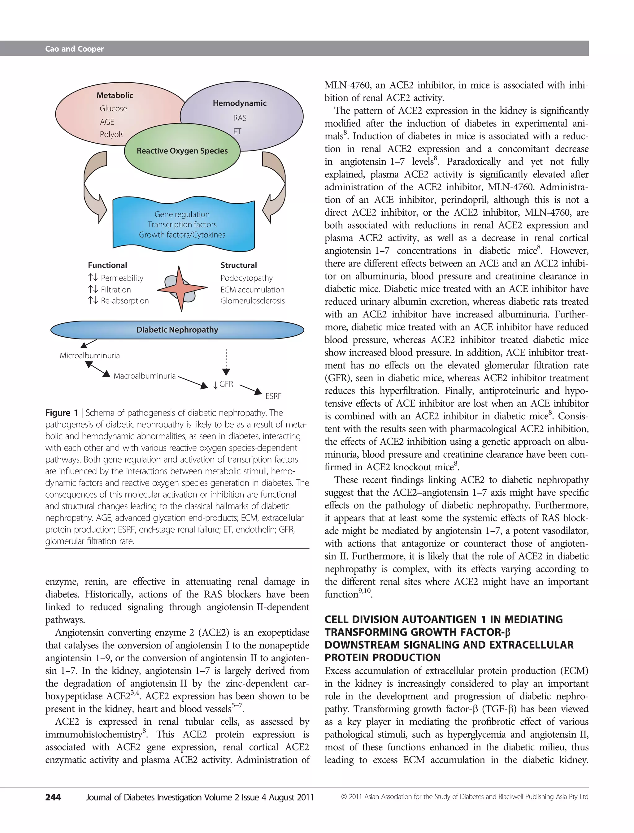 Pathogenesis of diabetic nephropathy | PDF