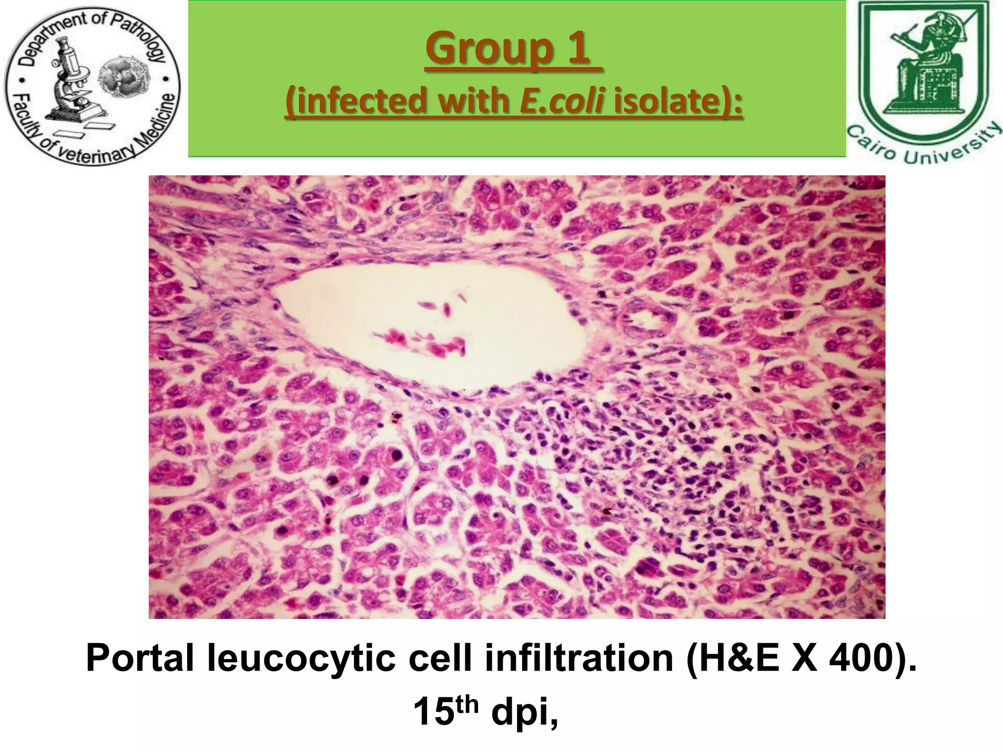Pathogenesis of enterobacteriaceae isolated from commercial chicken ...