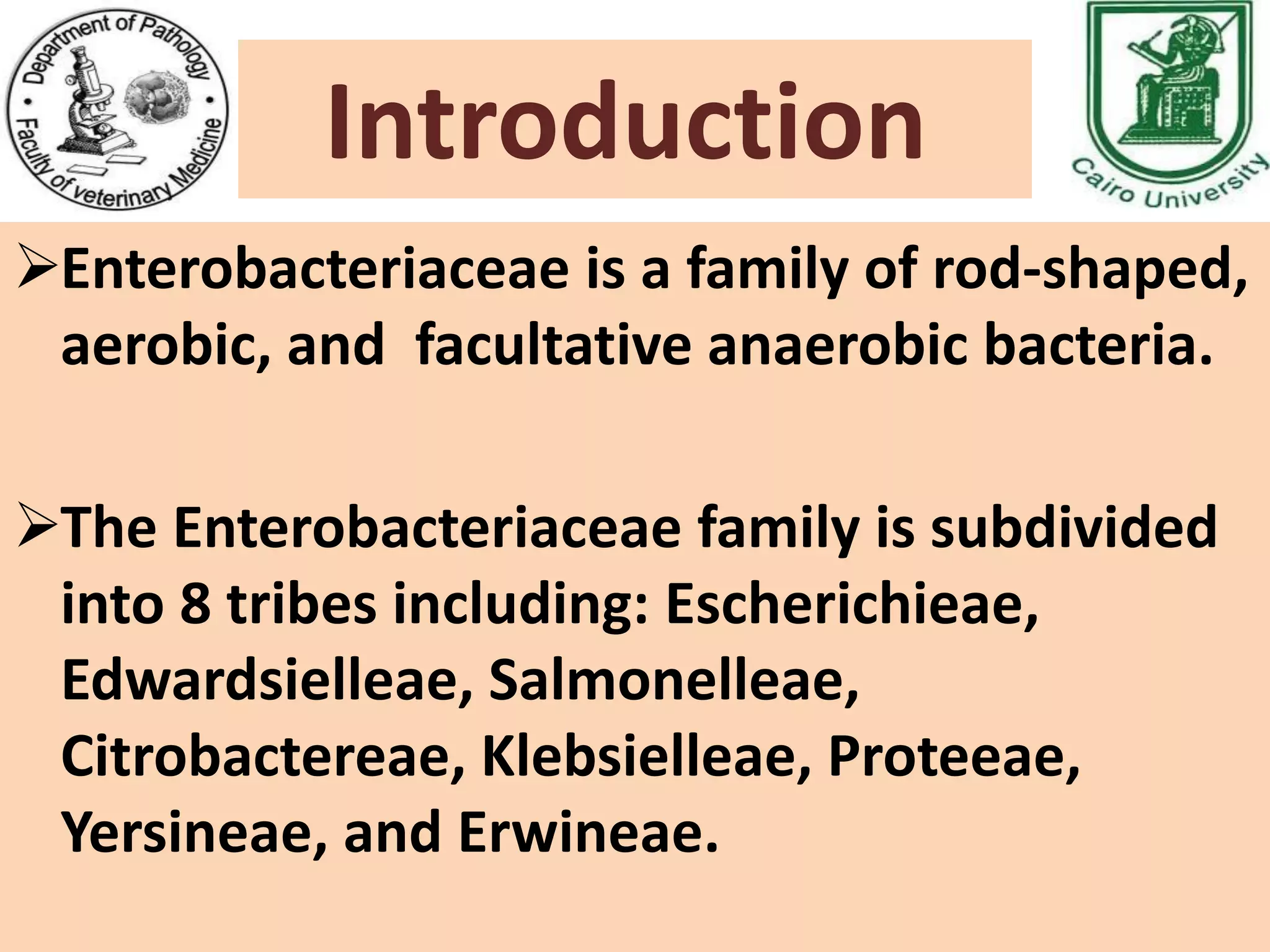 Pathogenesis of enterobacteriaceae isolated from commercial chicken ...
