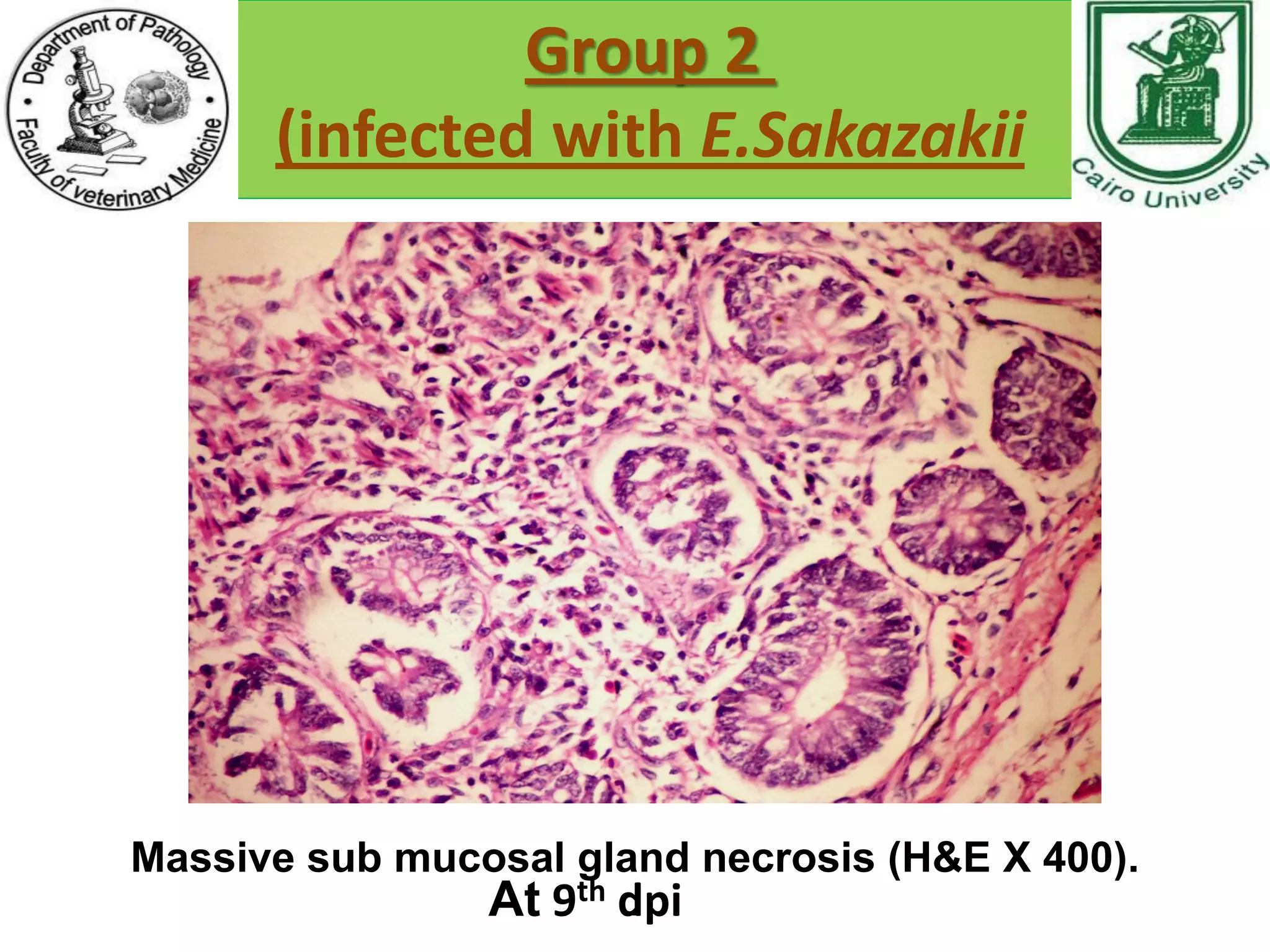 Pathogenesis of enterobacteriaceae isolated from commercial chicken ...