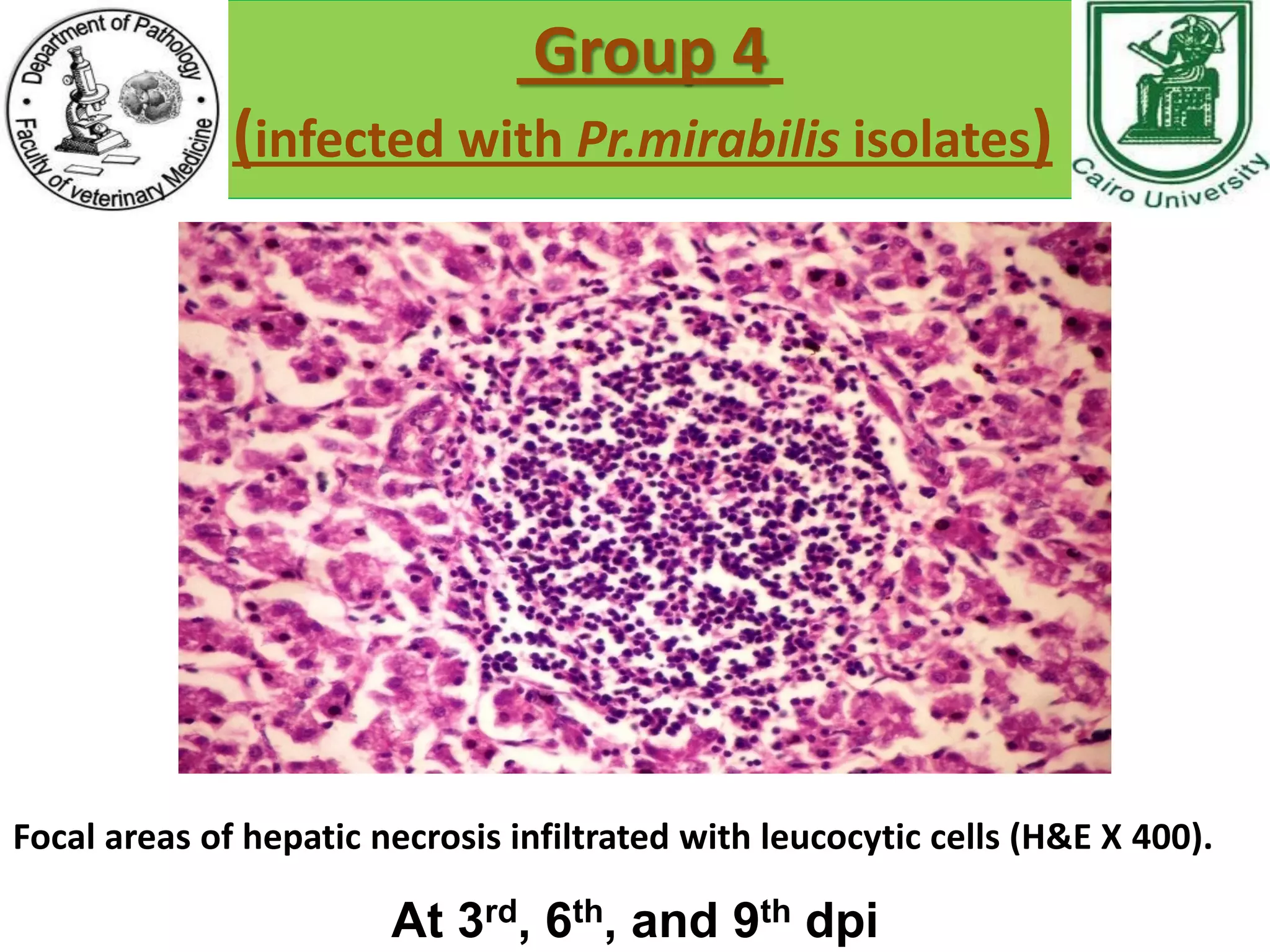 Pathogenesis of enterobacteriaceae isolated from commercial chicken ...