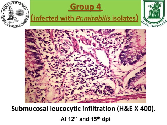 Pathogenesis of enterobacteriaceae isolated from commercial chicken ...