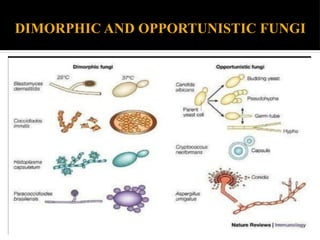 THE PATHOGENESIS OF FUNGAL INFECTIONS.pptx